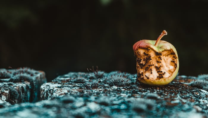 33+ Floundering Bad Apple Quotes That Will Unlock Your True Potential