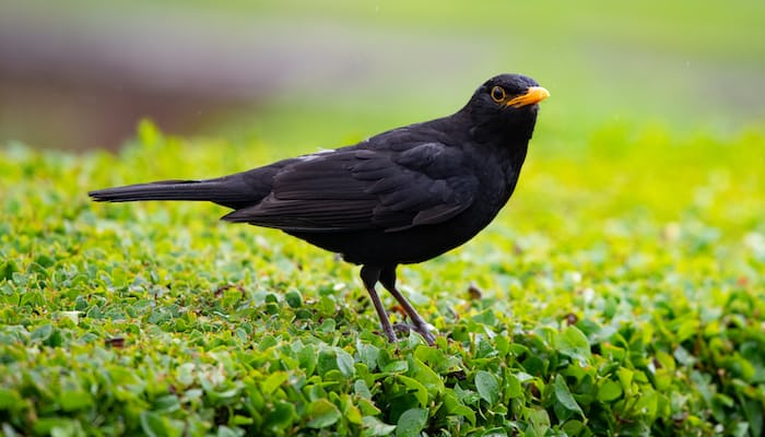 46+ Scandalous Blackbird Quotes That Will Unlock Your True Potential