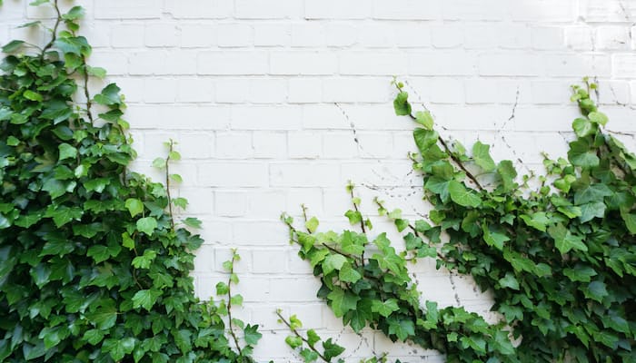 79+ Astonishing Ivy Quotes