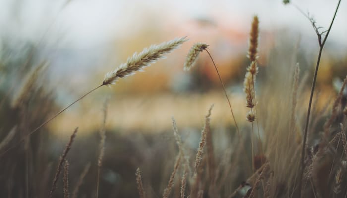 34+ Perspective Late Summer Quotes That Will Unlock Your True Potential