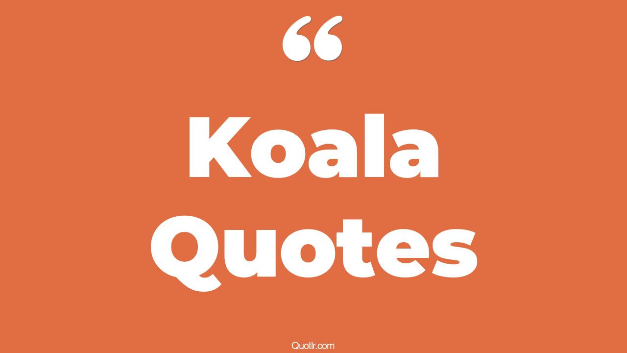 33+ Mind-blowing Koala Quotes That Will Unlock Your True Potential
