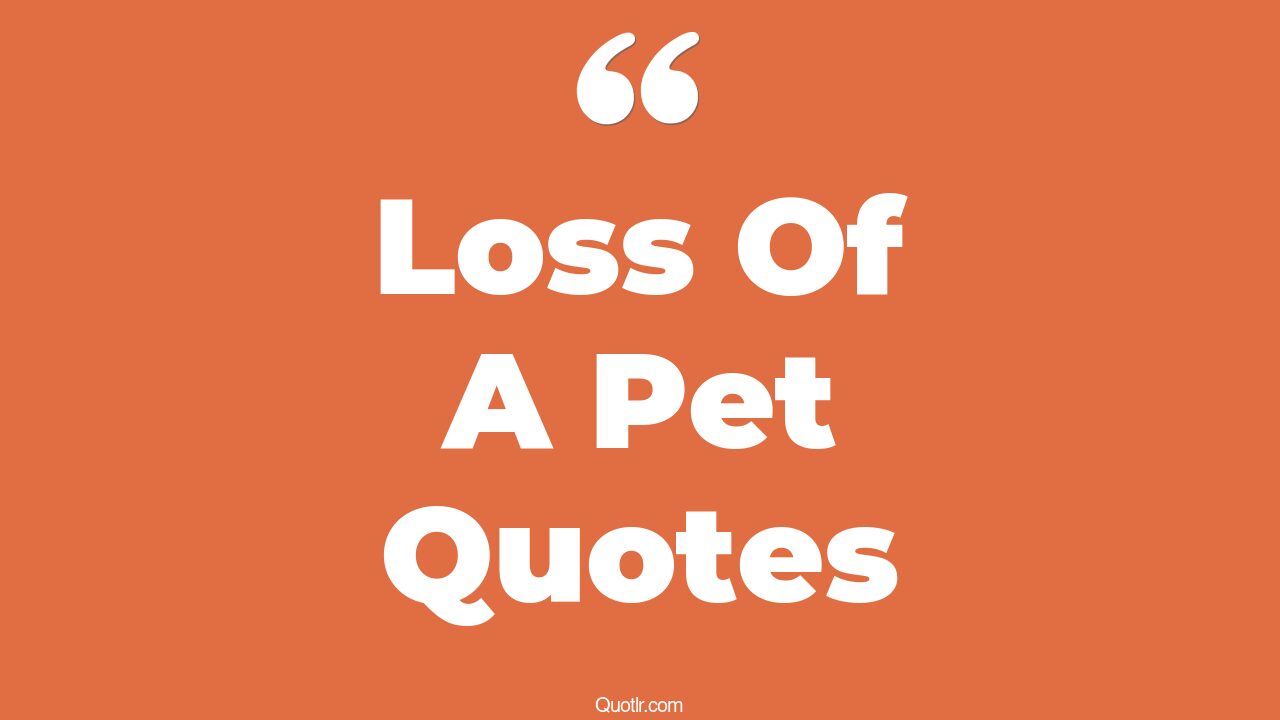 21 Astounding Loss Of A Pet Quotes Sympathy For Pet Loss Condolences