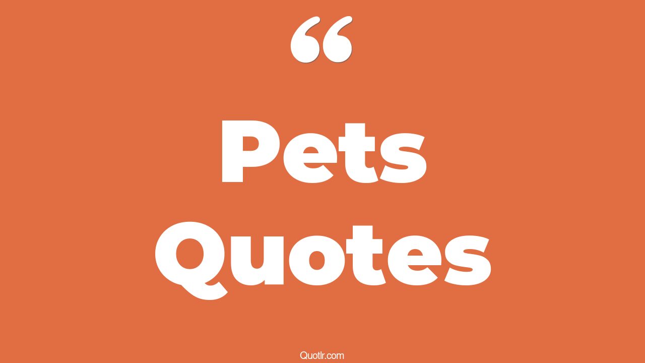 35 Unforgettable Pets Quotes Lost Pet Best Pet Quotes